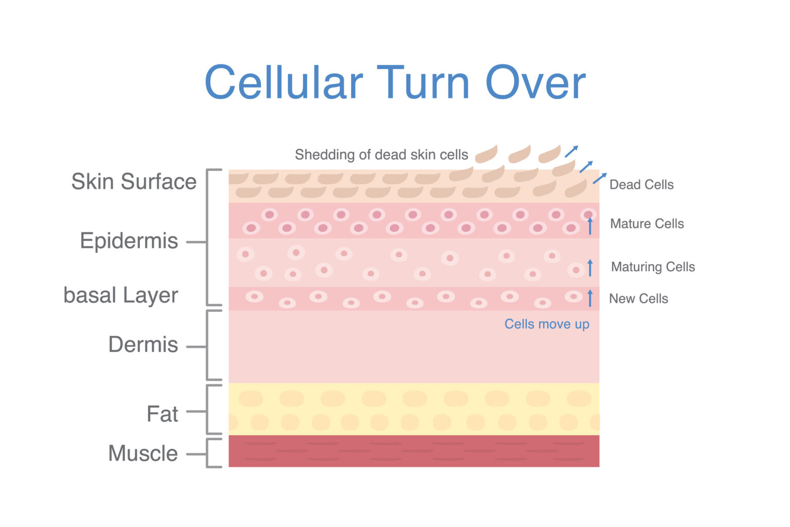 How Often Does Skin Renew? Skin Cell Turnover Explained - Enrich Clinic