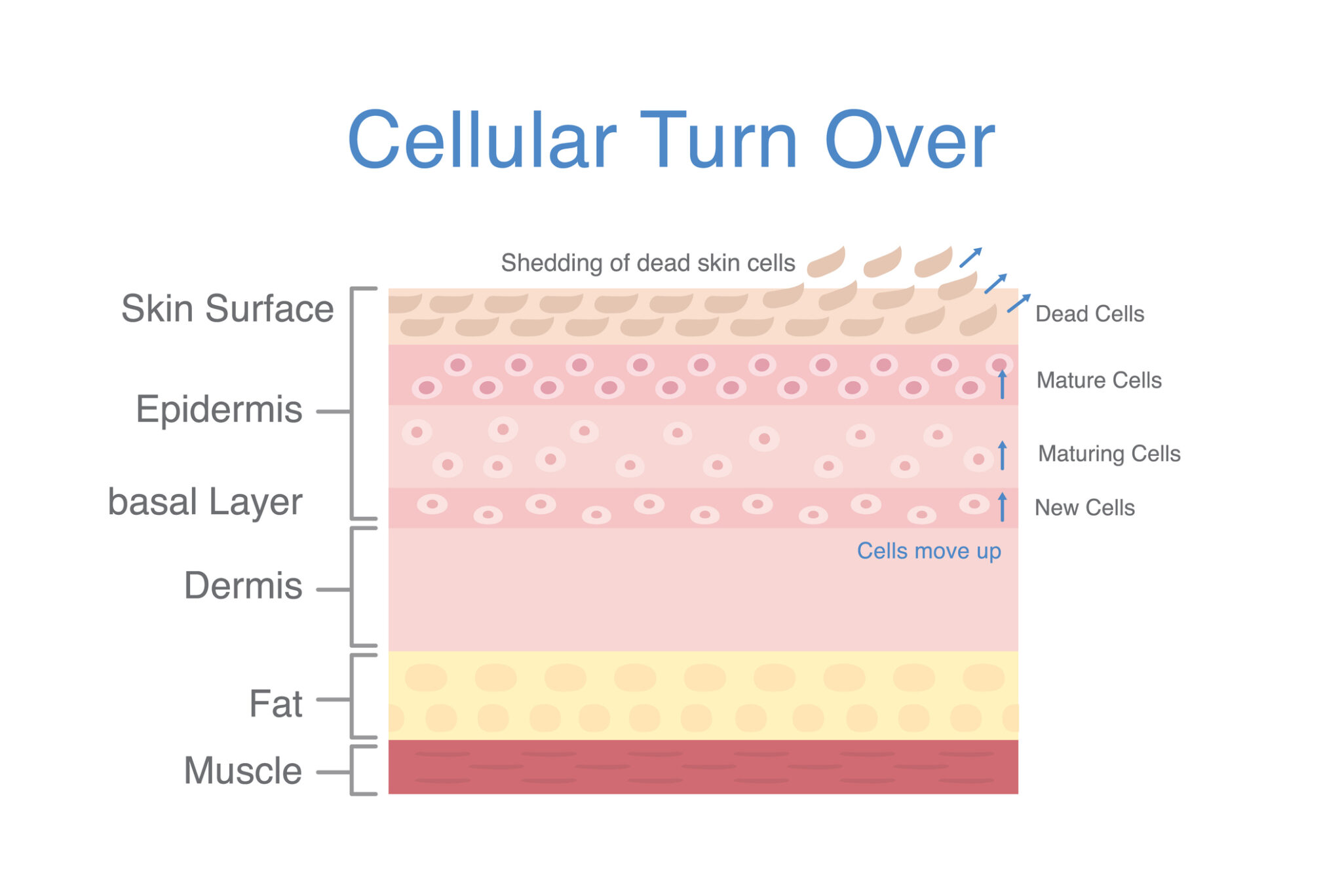 How Often Does Skin Renew? Skin Cell Turnover Explained - Enrich Clinic