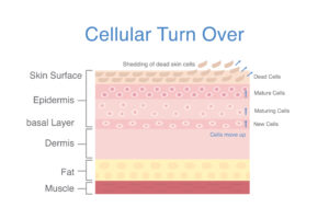 How Often Does Skin Renew? Skin Cell Turnover Explained - Enrich Clinic