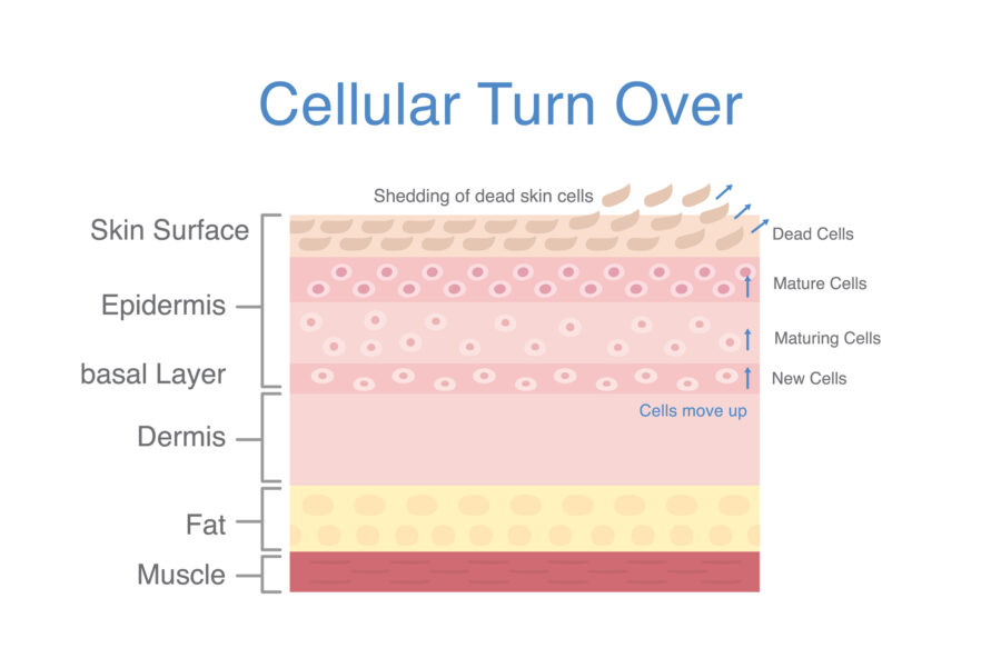 How Often Does Skin Renew? Skin Cell Turnover Explained - Enrich Clinic